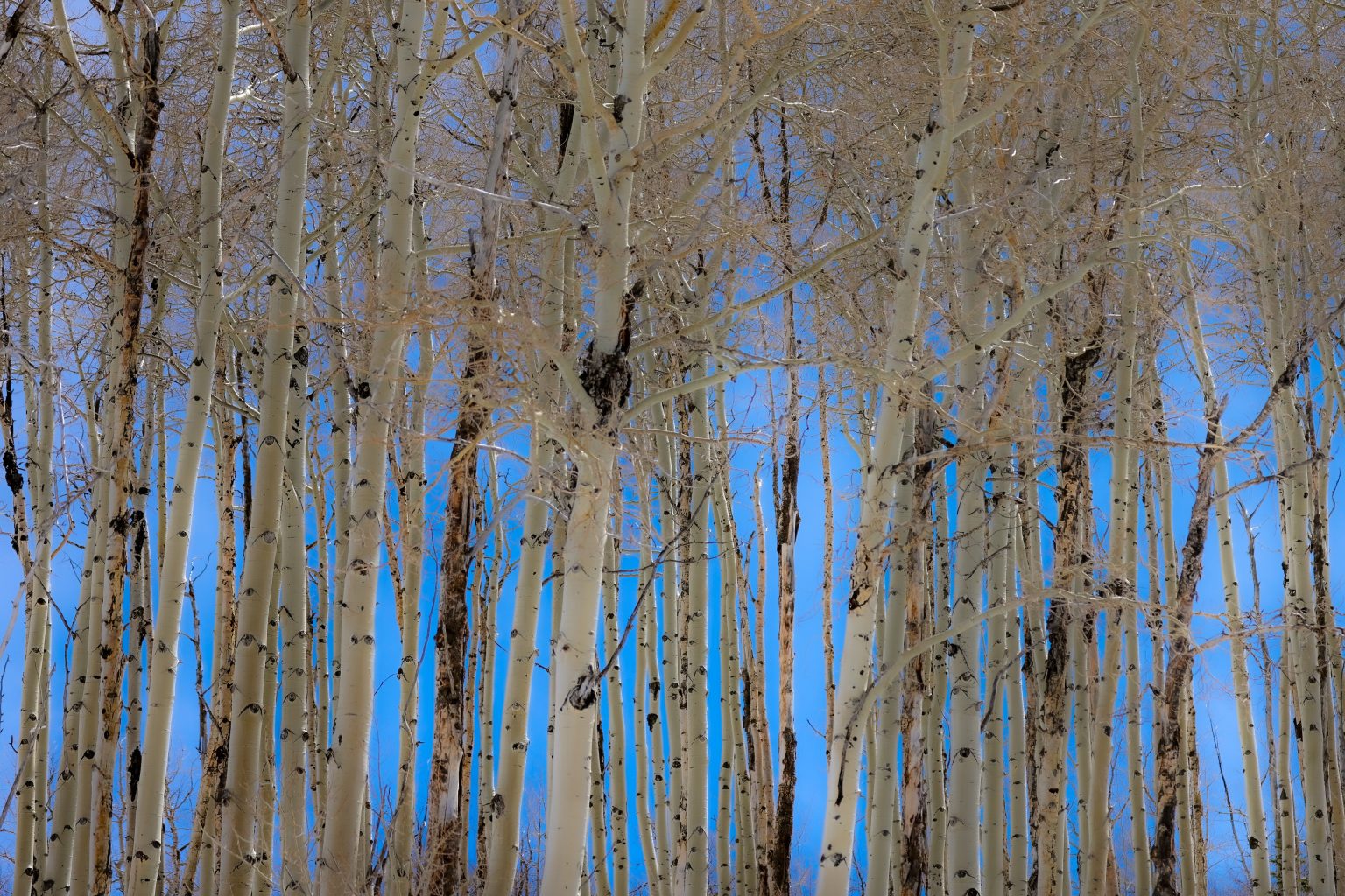 Aspen currently unconcerned with presence of aphids | AspenTimes.com