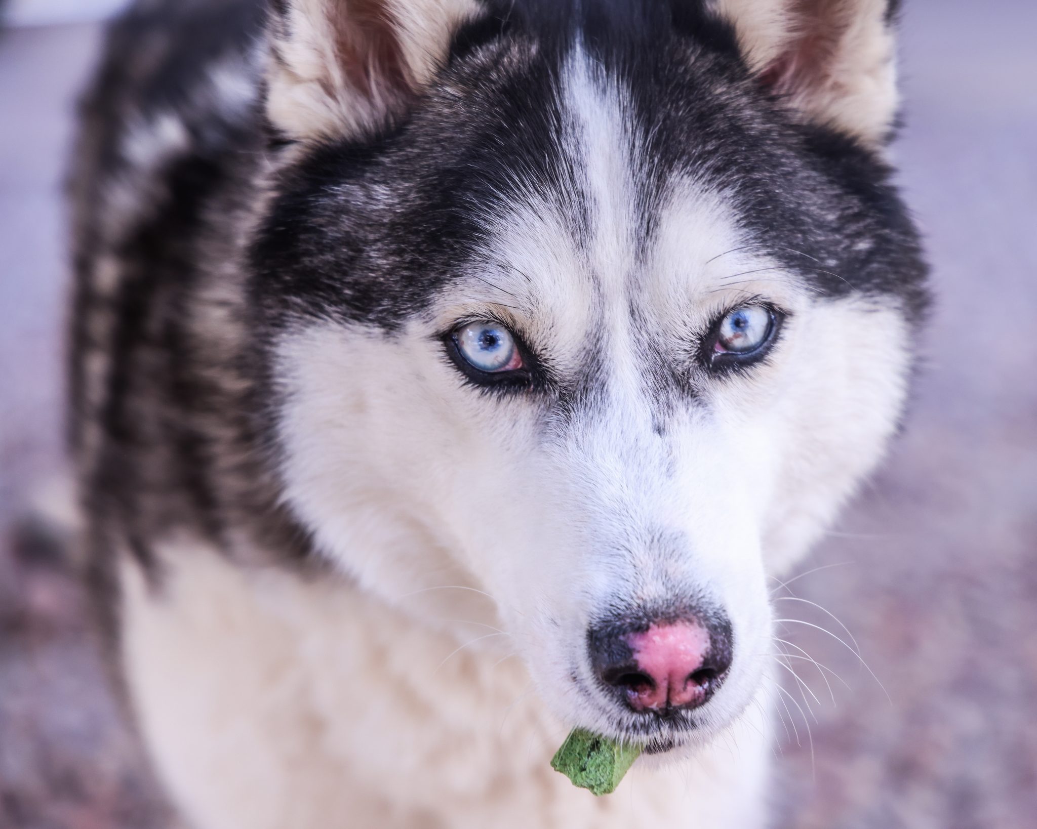 Aspen Animal Shelter moonlights as local sanctuary for dogs, people ...