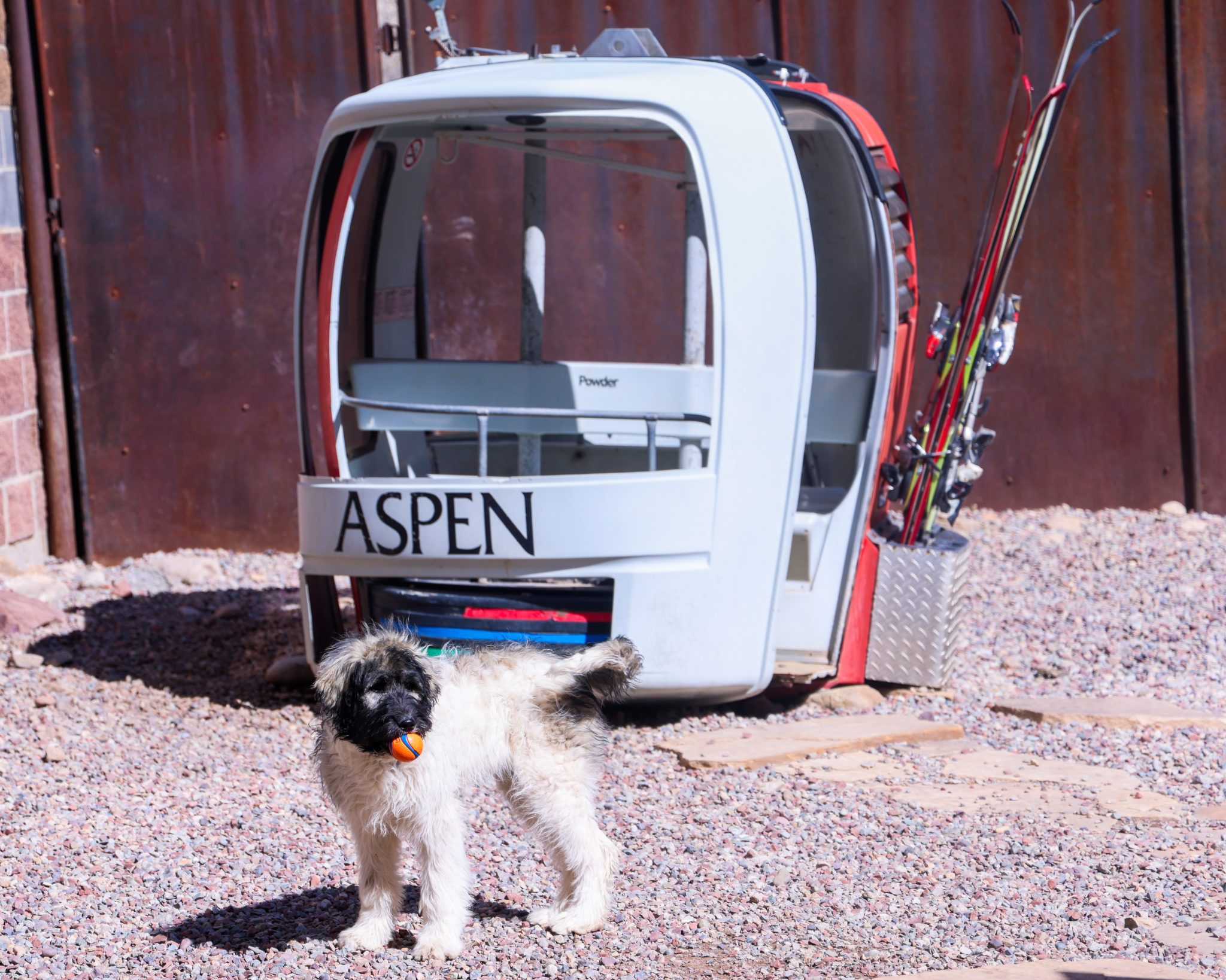 Aspen Animal Shelter gets upgrade with help from city, Pitkin County ...