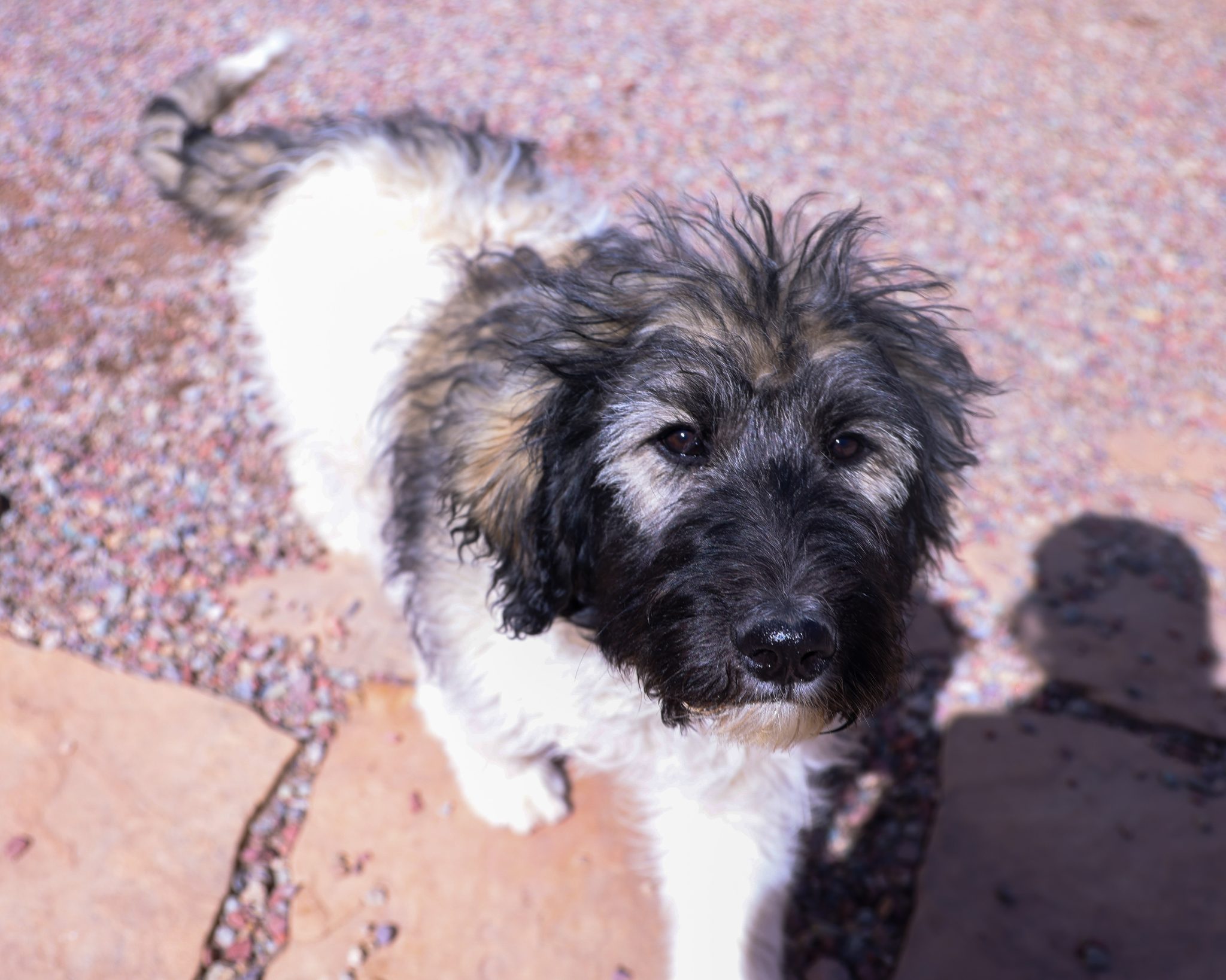 Aspen Animal Shelter moonlights as local sanctuary for dogs, people ...