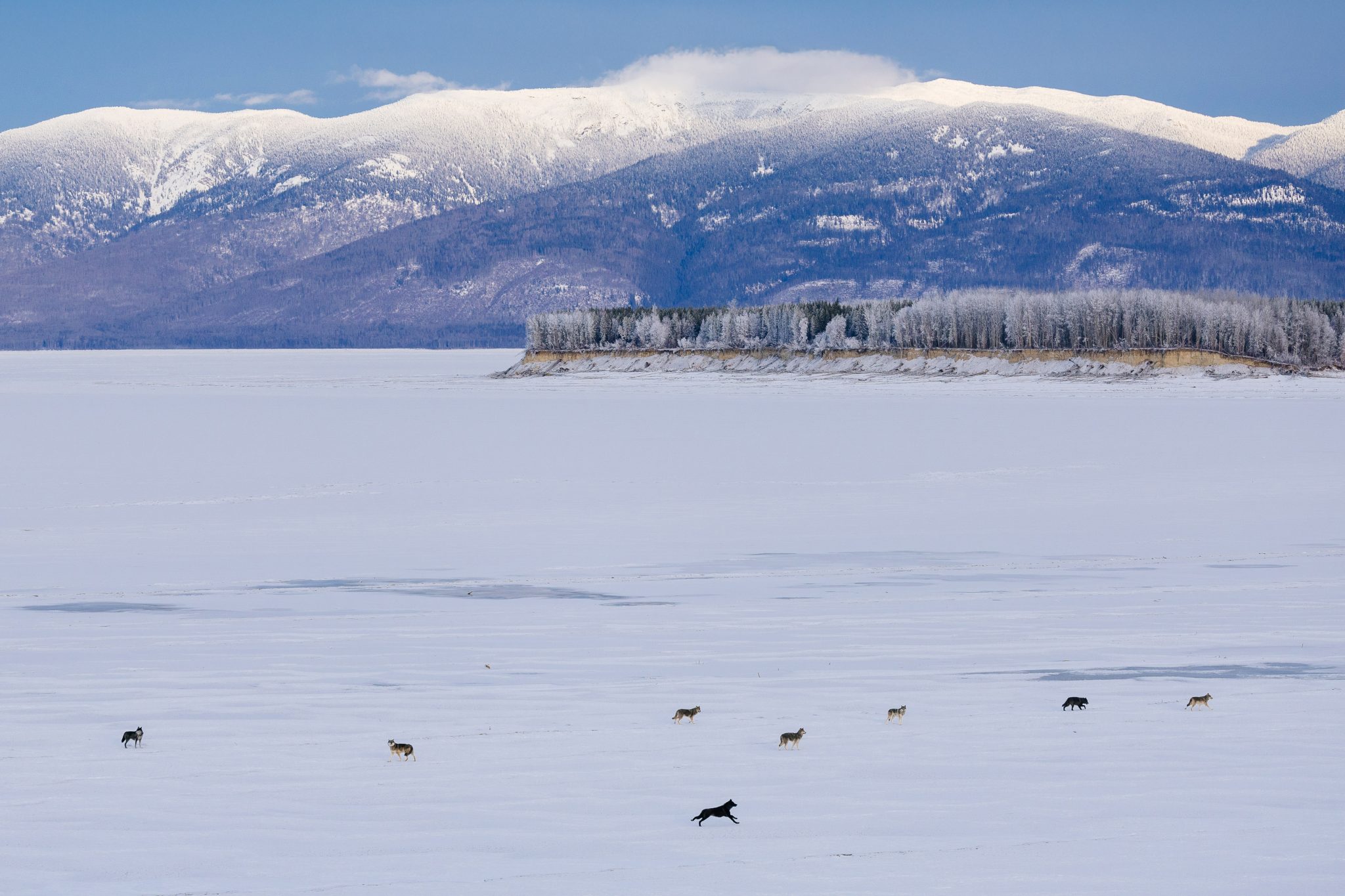 What happens to Colorado’s reintroduced wolves when they leave the ...