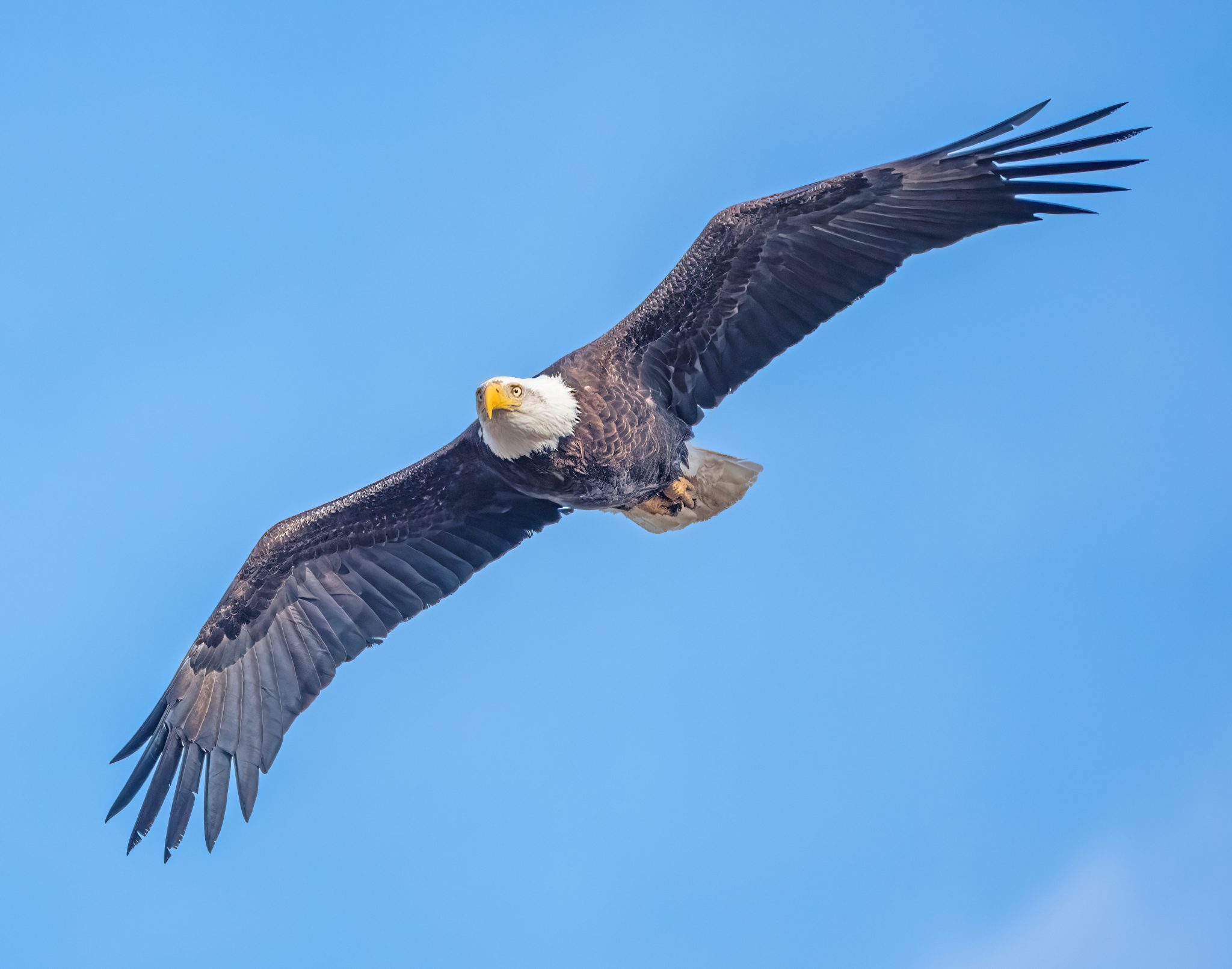 Colorado’s bald eagle population has been making a comeback. Here’s how ...