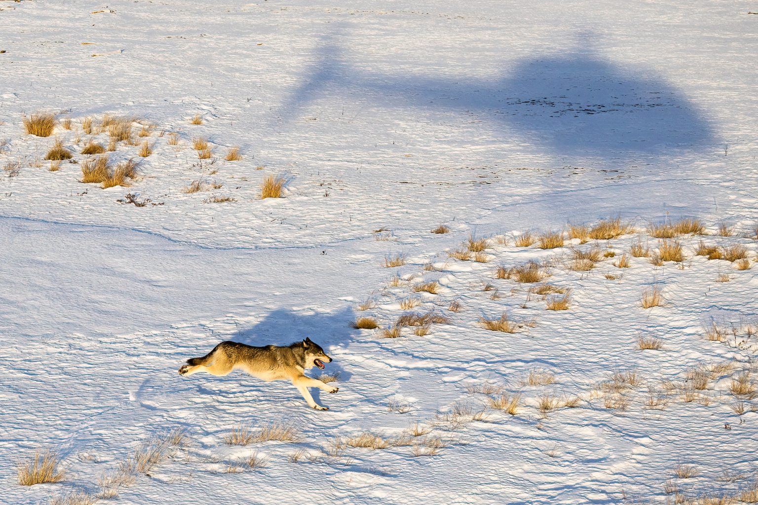 Female wolf dies in northwest Colorado, marking fourth death of British ...