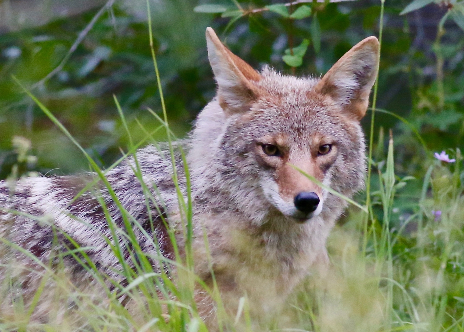 Coyote or gray wolf? How to tell the difference in the Roaring Fork ...