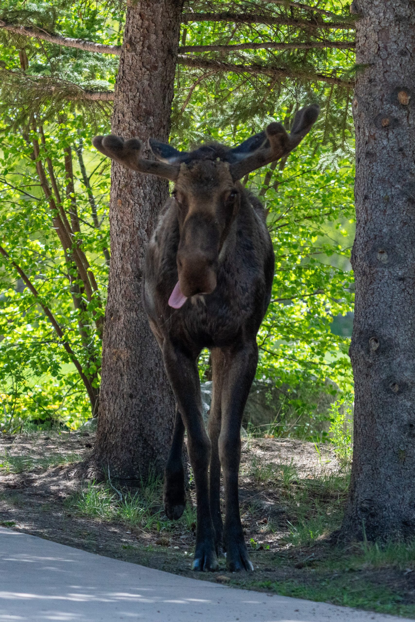 Aspen warns of ‘unpredictable’ bull moose in town | AspenTimes.com