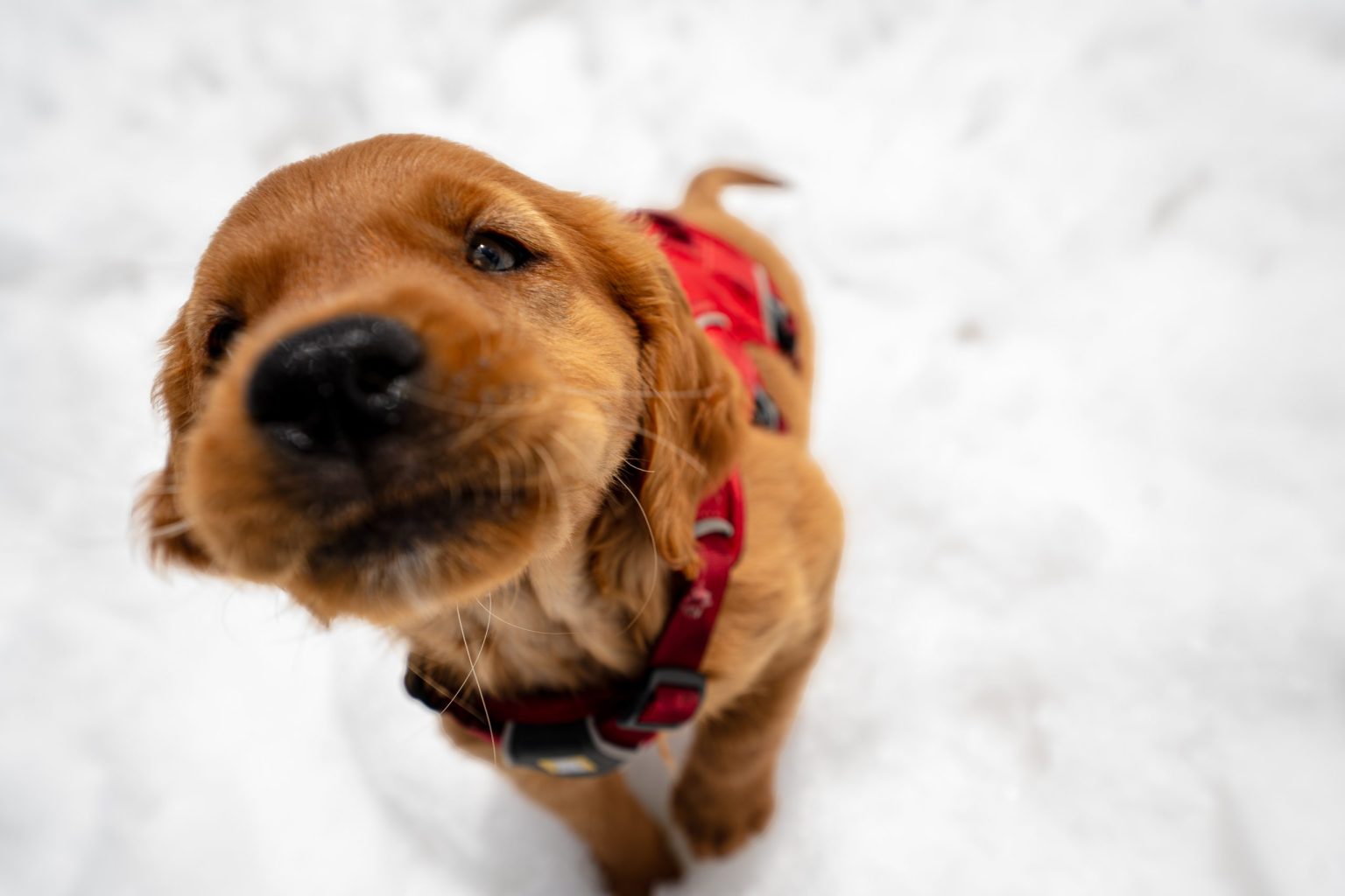 New avalanche puppy begins training at Copper Mountain Resort ...