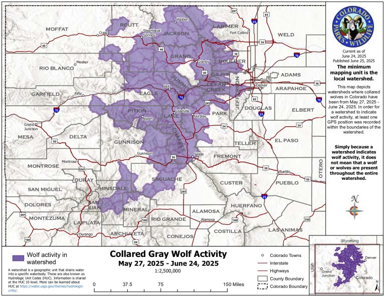 A look at where Colorado’s collared gray wolves explored this June ...