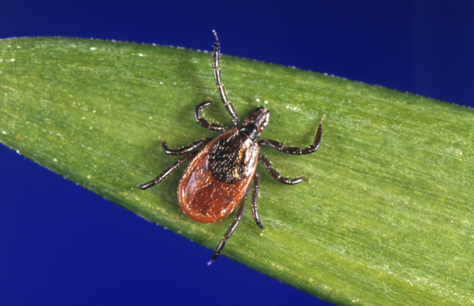 What is the tick danger in Colorado’s mountains heading into summer ...