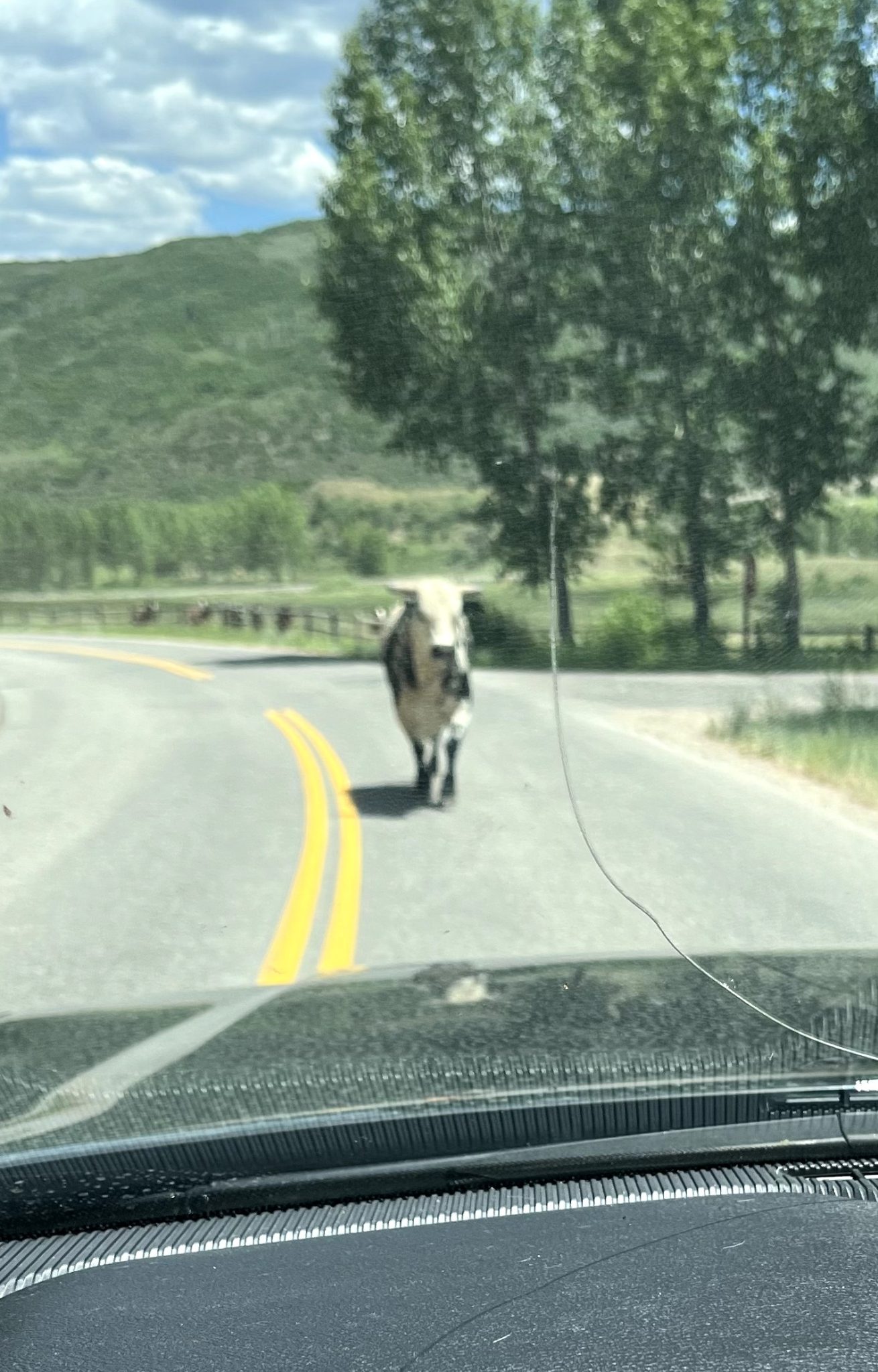 Snowmass Police stop search for escaped bull | AspenTimes.com