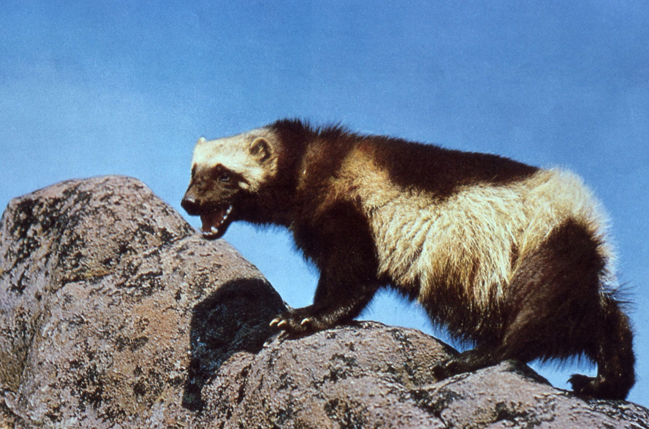 Aspen area included in ‘release zone’ for wolverine reintroduction ...