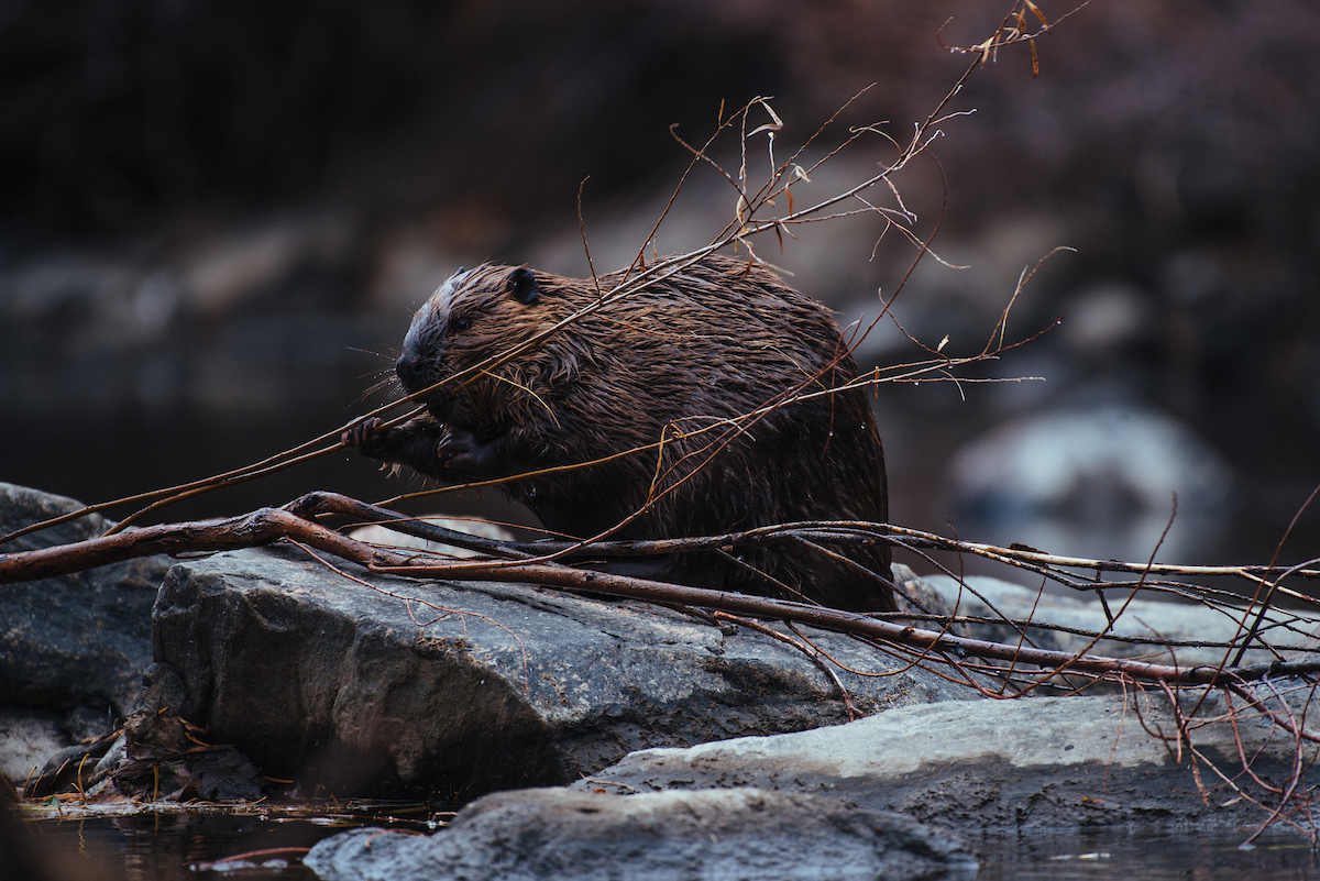 Colorado is crafting a plan to manage and protect beavers — and it ...
