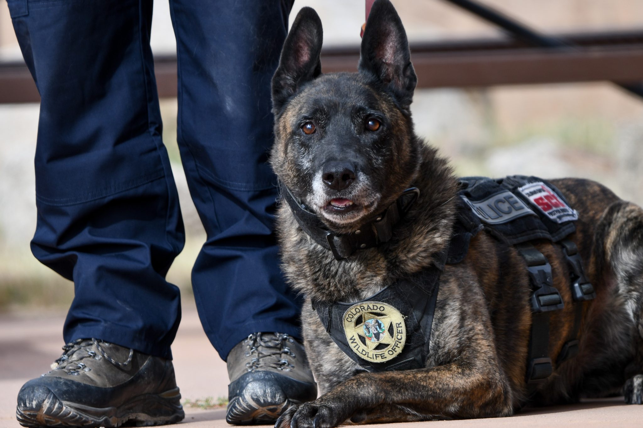 How Colorado Parks and Wildlife is using dogs to try and reduce ...