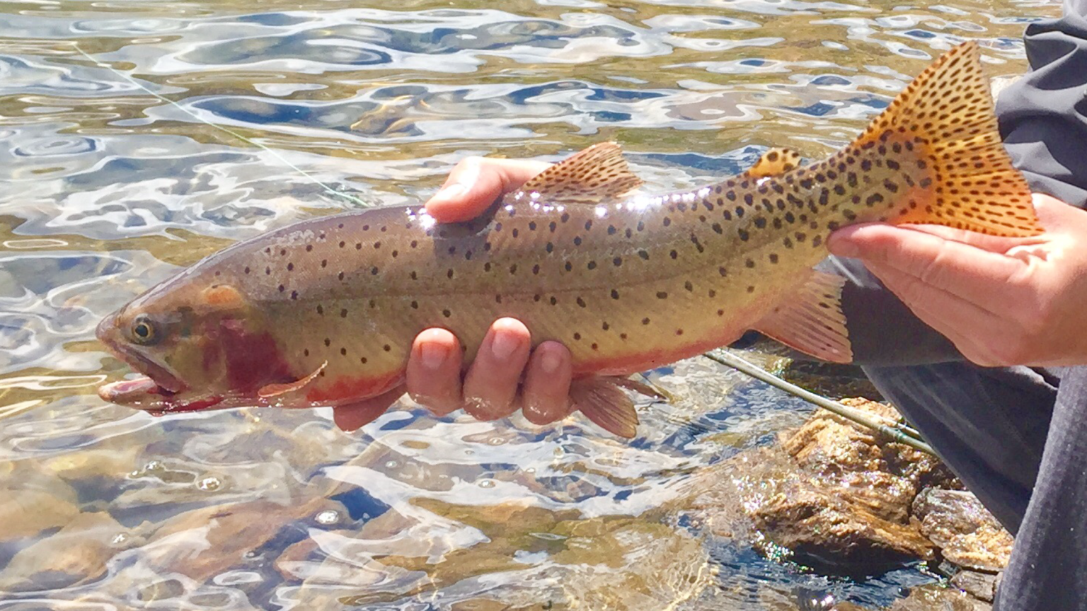 On the Fly: High-country delights | AspenTimes.com