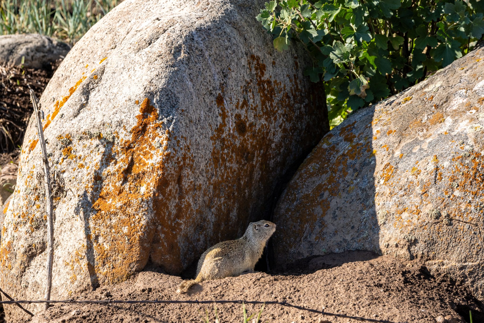 What is the risk of plague on Colorado’s Western Slope? | AspenTimes.com