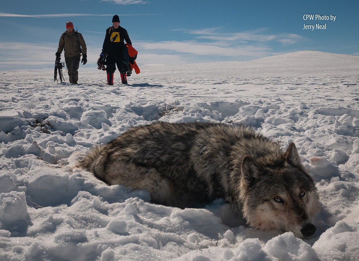 Colorado lawmakers advance bill to redirect some wolf funding but kill ...