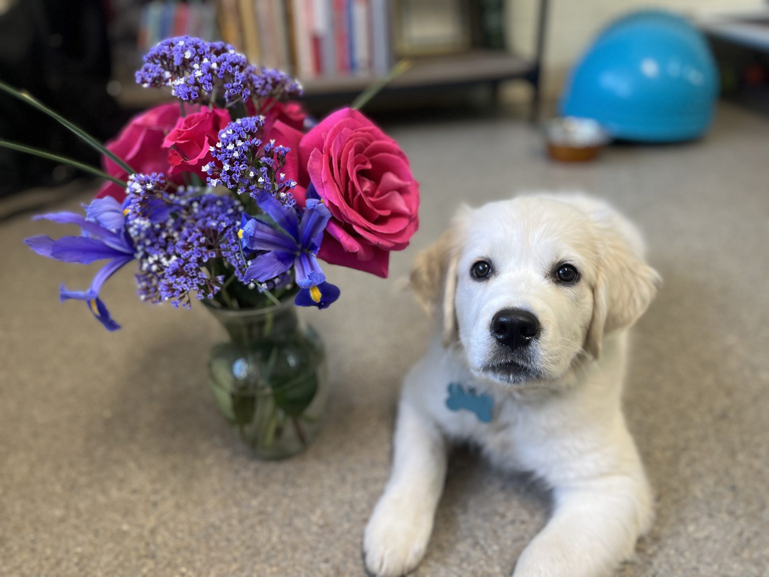 Aspen service dog nonprofit offering flowers to donators | AspenTimes.com