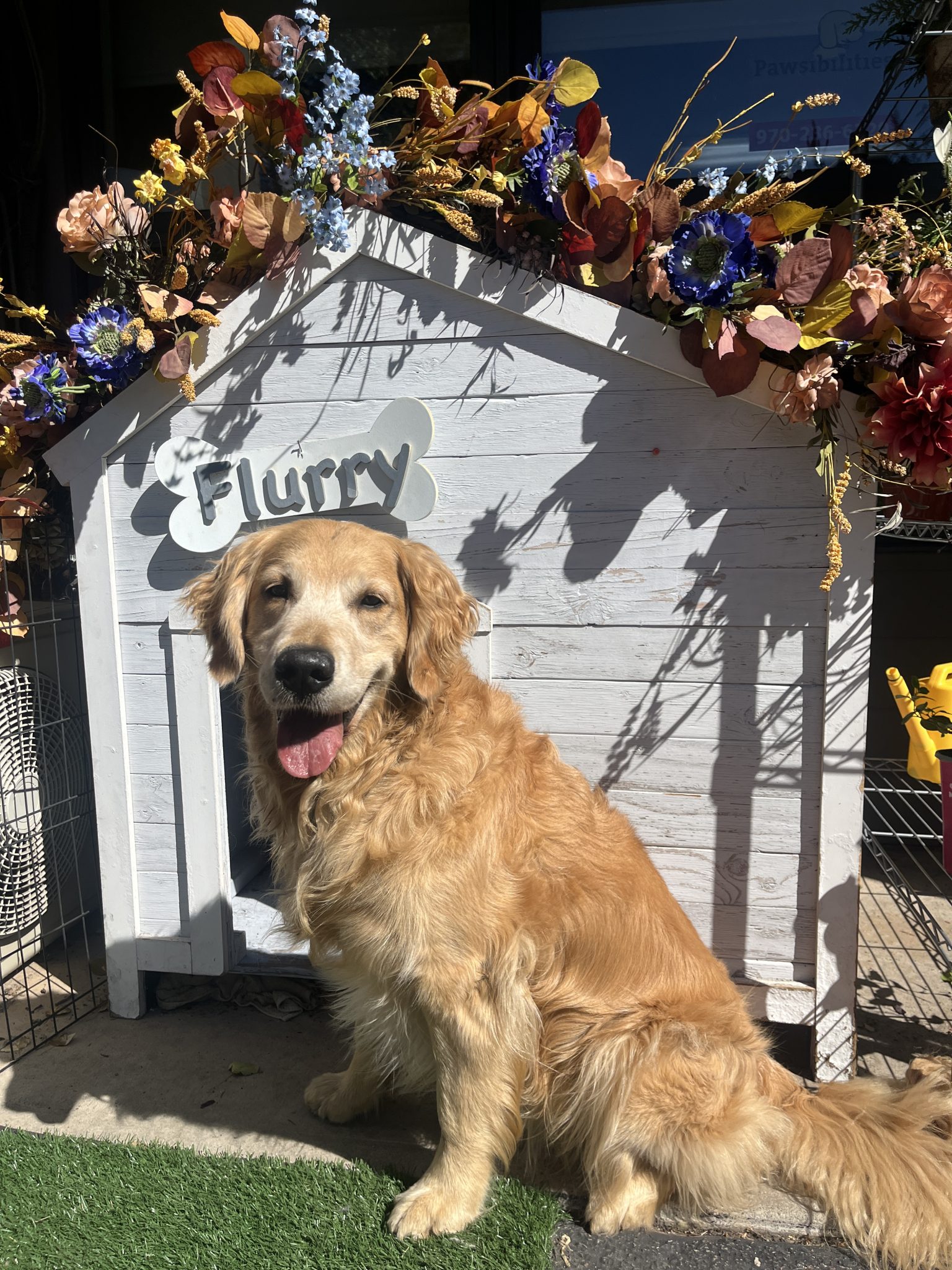 Aspen service dog nonprofit offering flowers to donators | AspenTimes.com