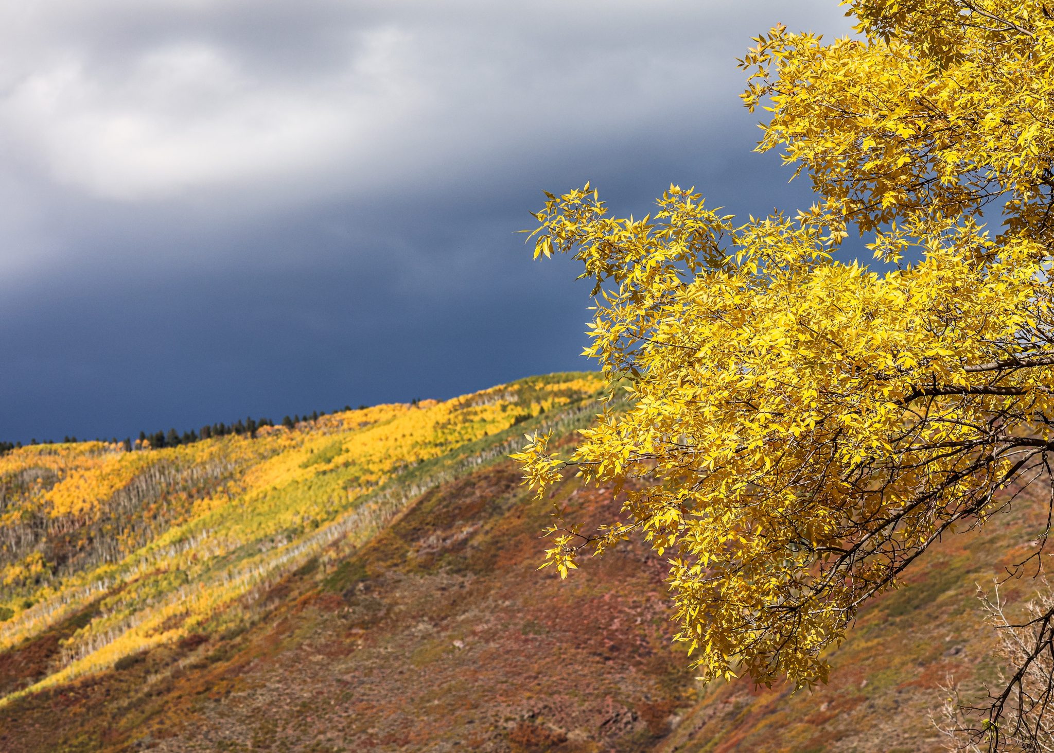 Tenants for Turns, Aspen One’s housing program enters 5th season ...