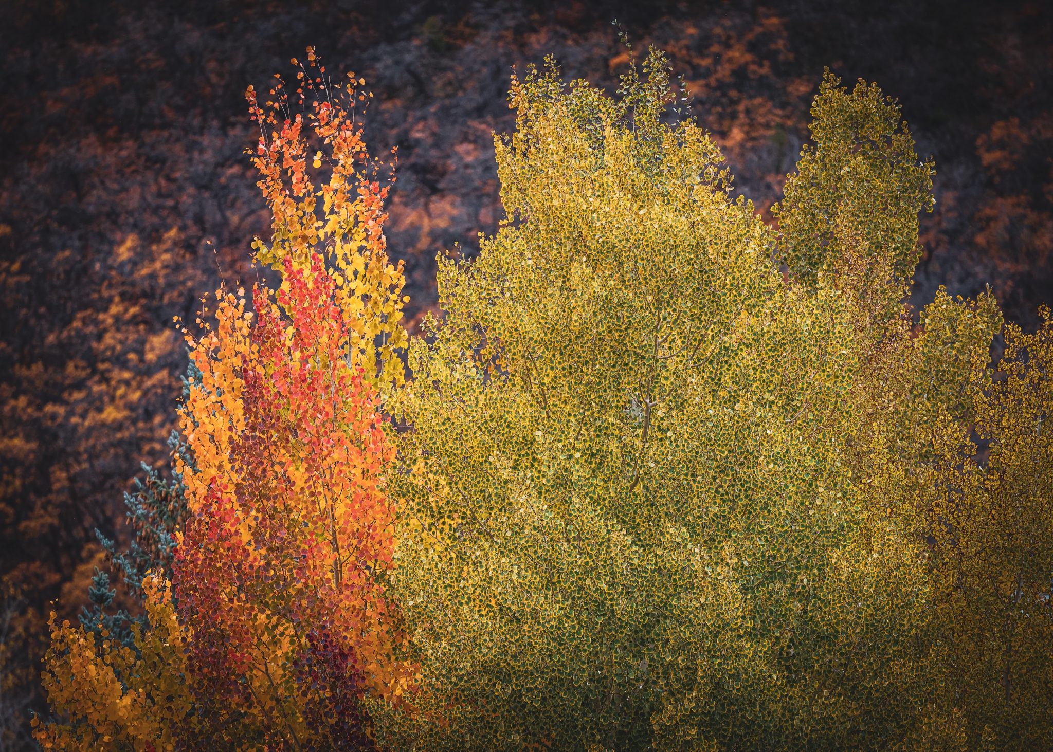 CORE tells Aspen it aims to reduce greenhouse gas emissions by 20% next ...