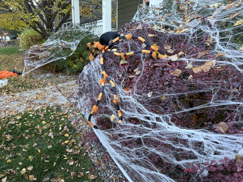 Halloween’s most infamous animals: Why spiders and bats don’t deserve ...