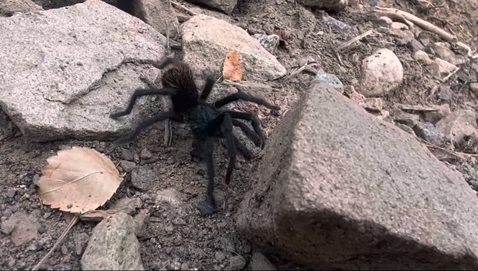Halloween’s most infamous animals: Why spiders and bats don’t deserve ...
