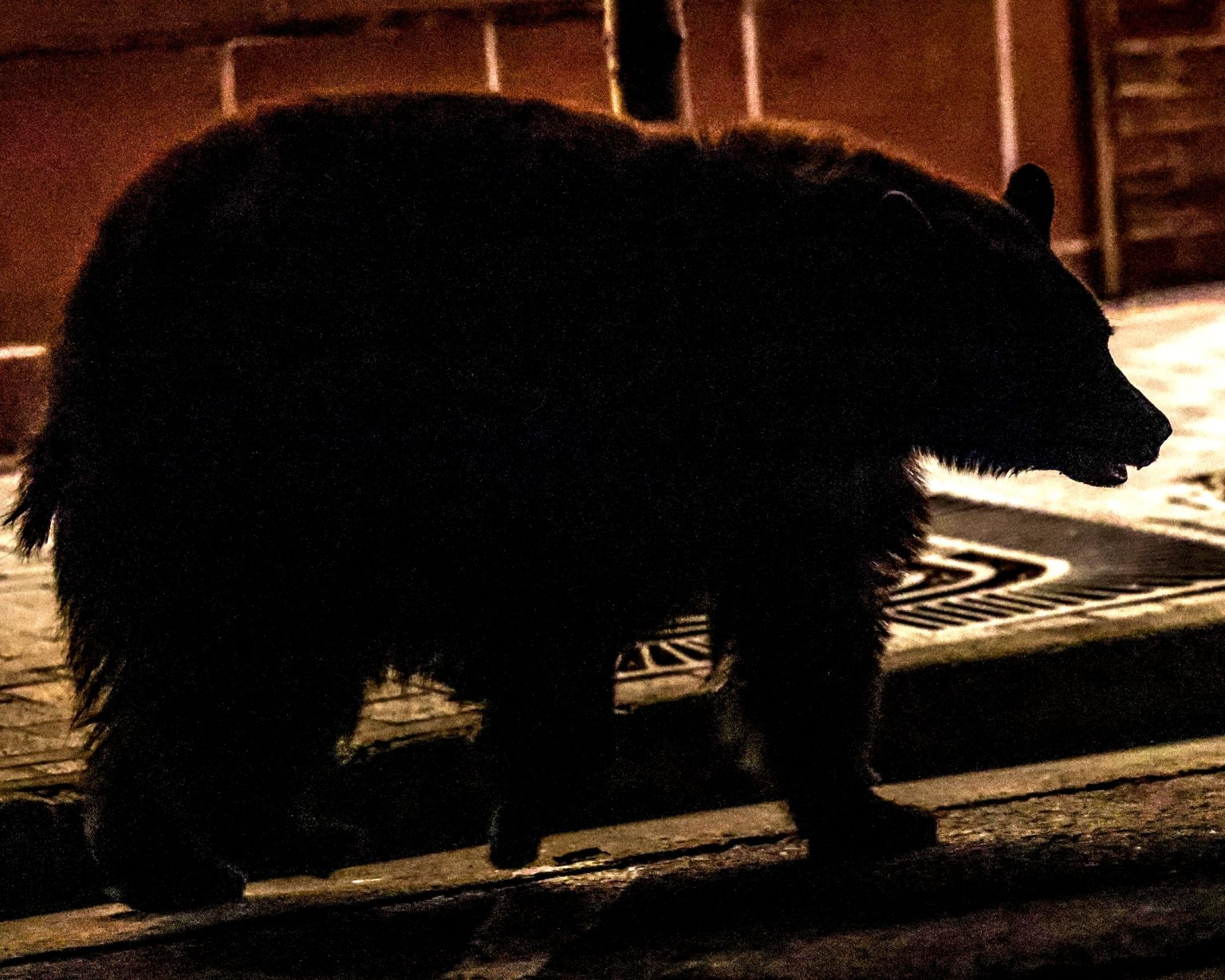 Year-round access to food could disrupt hibernation for Aspen bears ...