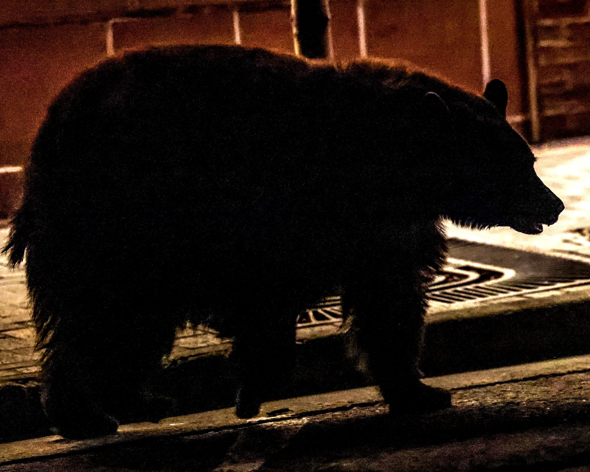 Year-round access to food could disrupt hibernation for Aspen bears ...