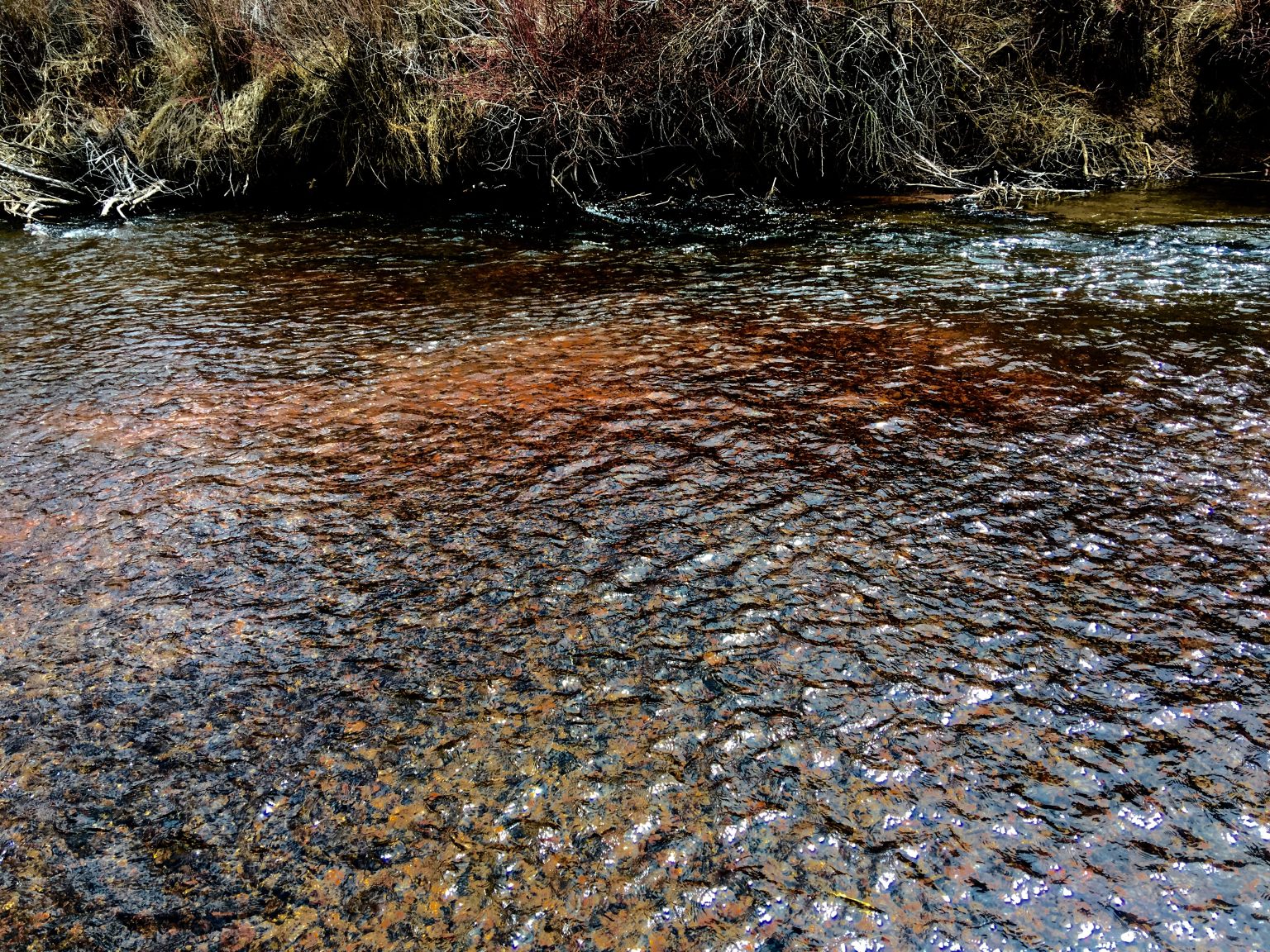 On the Fly: Fall spawning rituals are here | AspenTimes.com