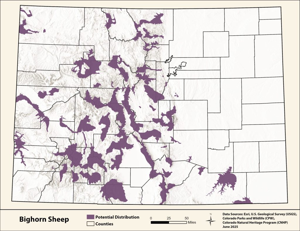 Are Colorado’s bighorn sheep herds in peril? | AspenTimes.com