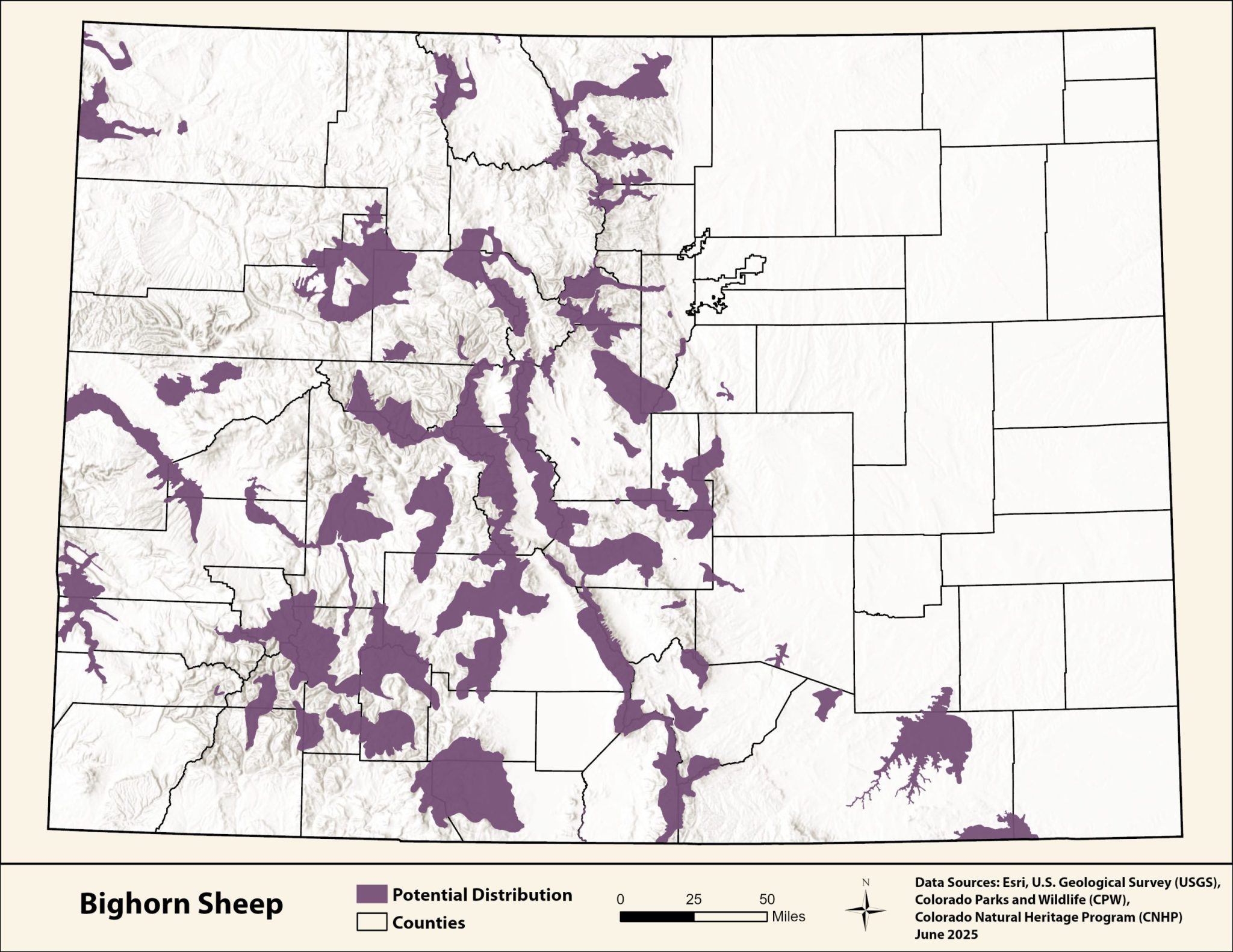 Are Colorado’s bighorn sheep herds in peril? | AspenTimes.com