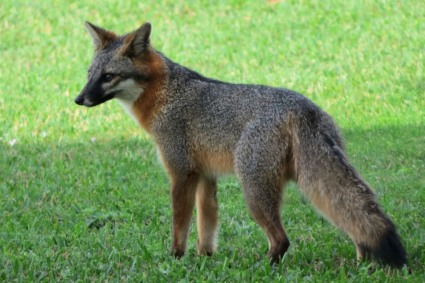 How should Colorado manage its bobcats, coyotes, foxes and other ...