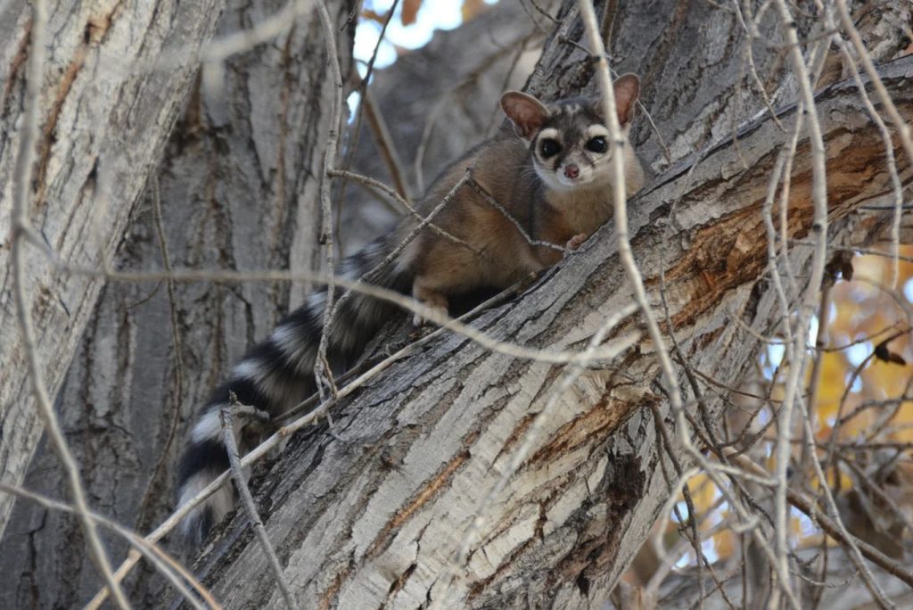 How should Colorado manage its bobcats, coyotes, foxes and other ...