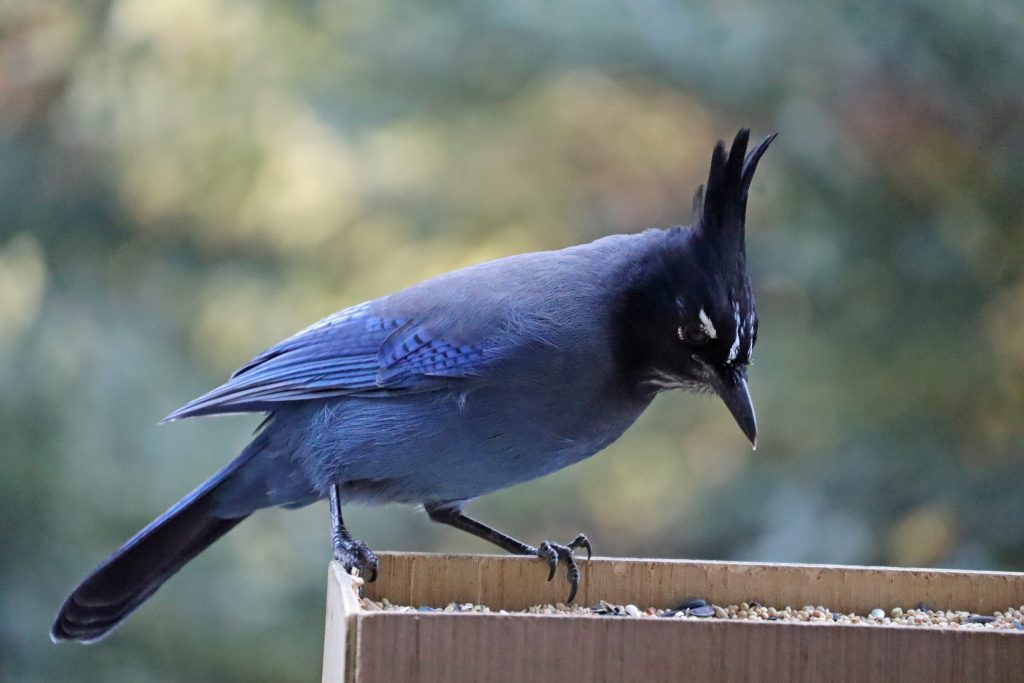 Colorado’s winter birds are ‘extraordinary survivors’ that grow ...