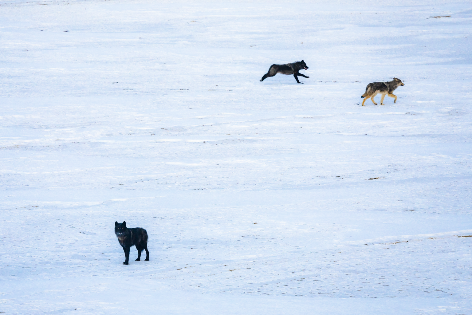 Colorado says it will not release more wolves this winter | AspenTimes.com