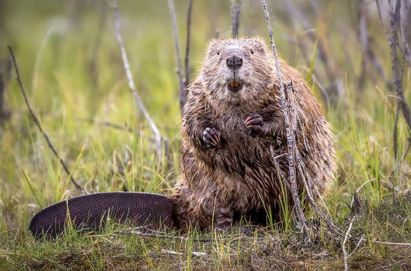 Pitkin County comments on CPW’s proposed beaver management plan ...