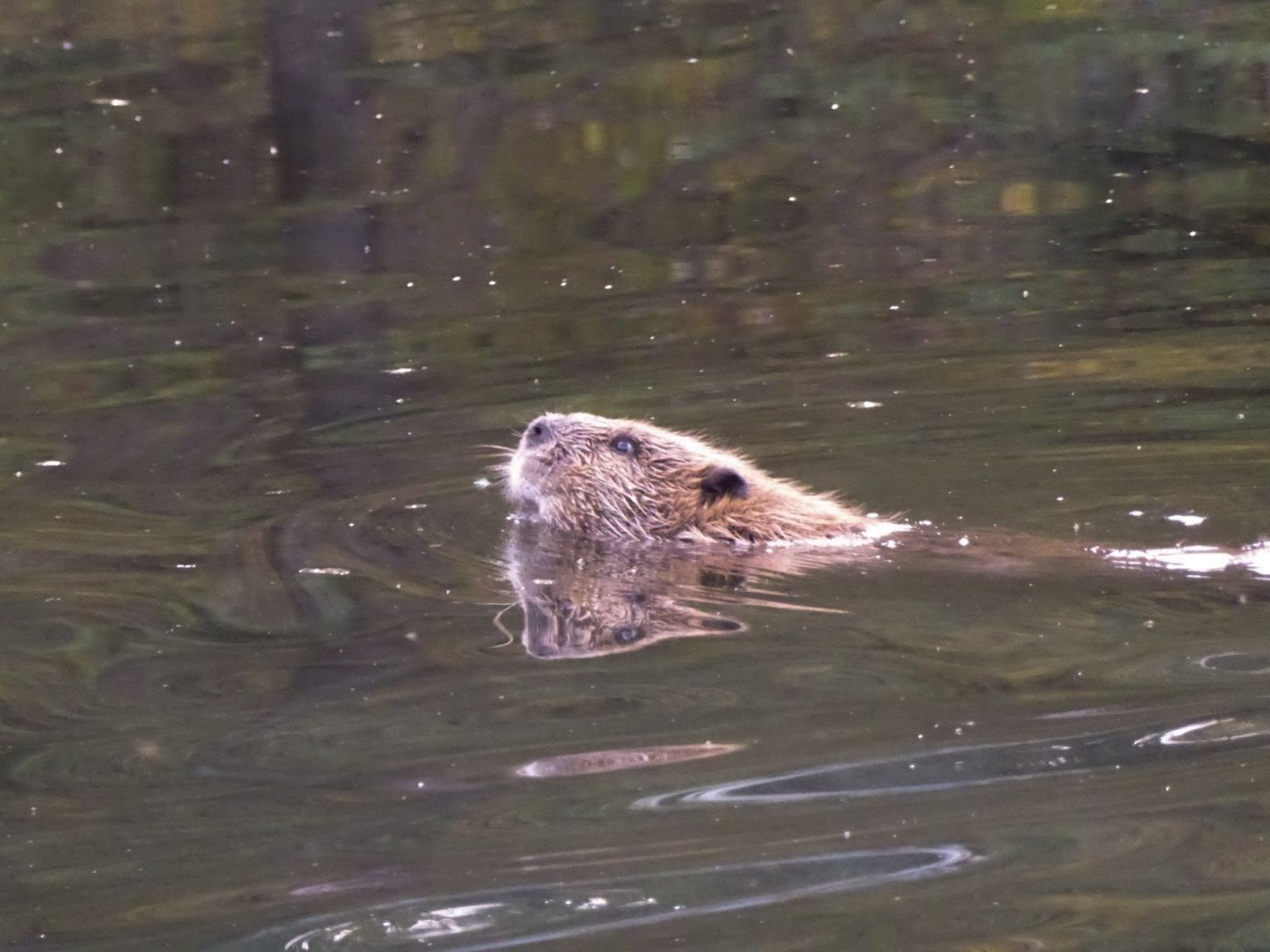 Pitkin County comments on CPW’s proposed beaver management plan ...