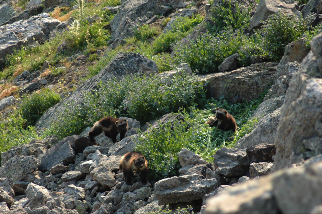 Colorado’s historic wolverine restoration starts soon: Here’s what plan ...