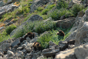 Colorado’s historic wolverine restoration starts soon: Here’s what plan ...