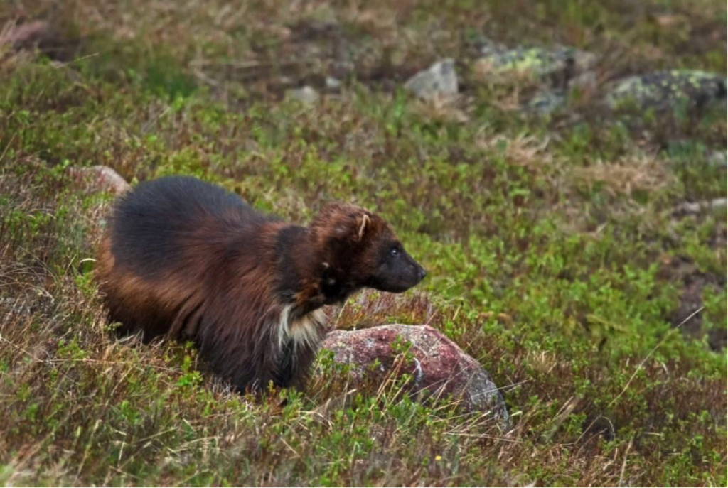 Colorado’s historic wolverine restoration will start soon. Here’s what ...