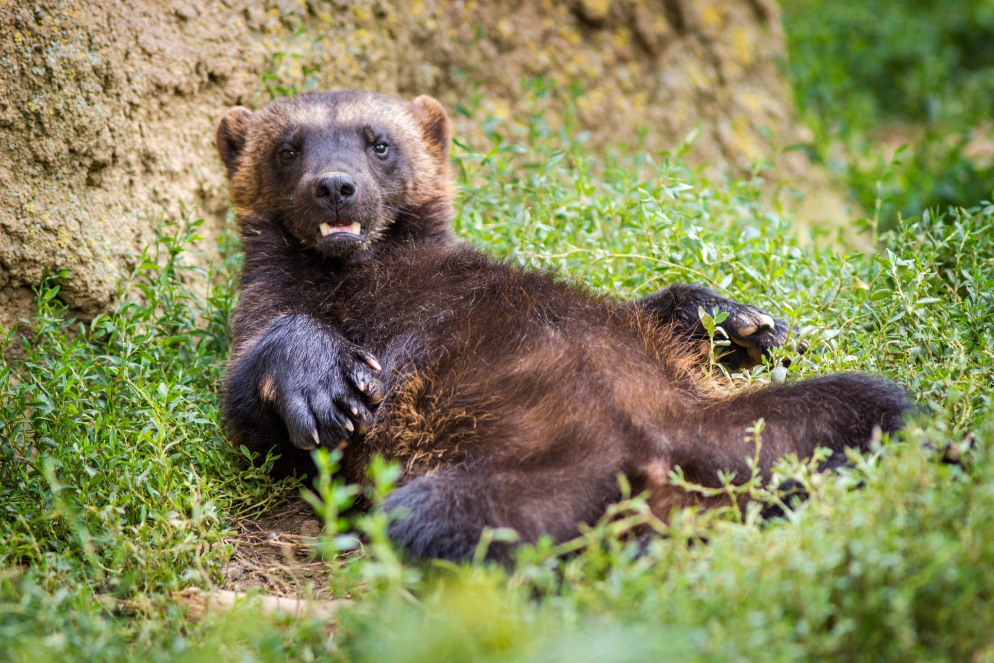 Colorado’s historic wolverine restoration starts soon: Here’s what plan ...