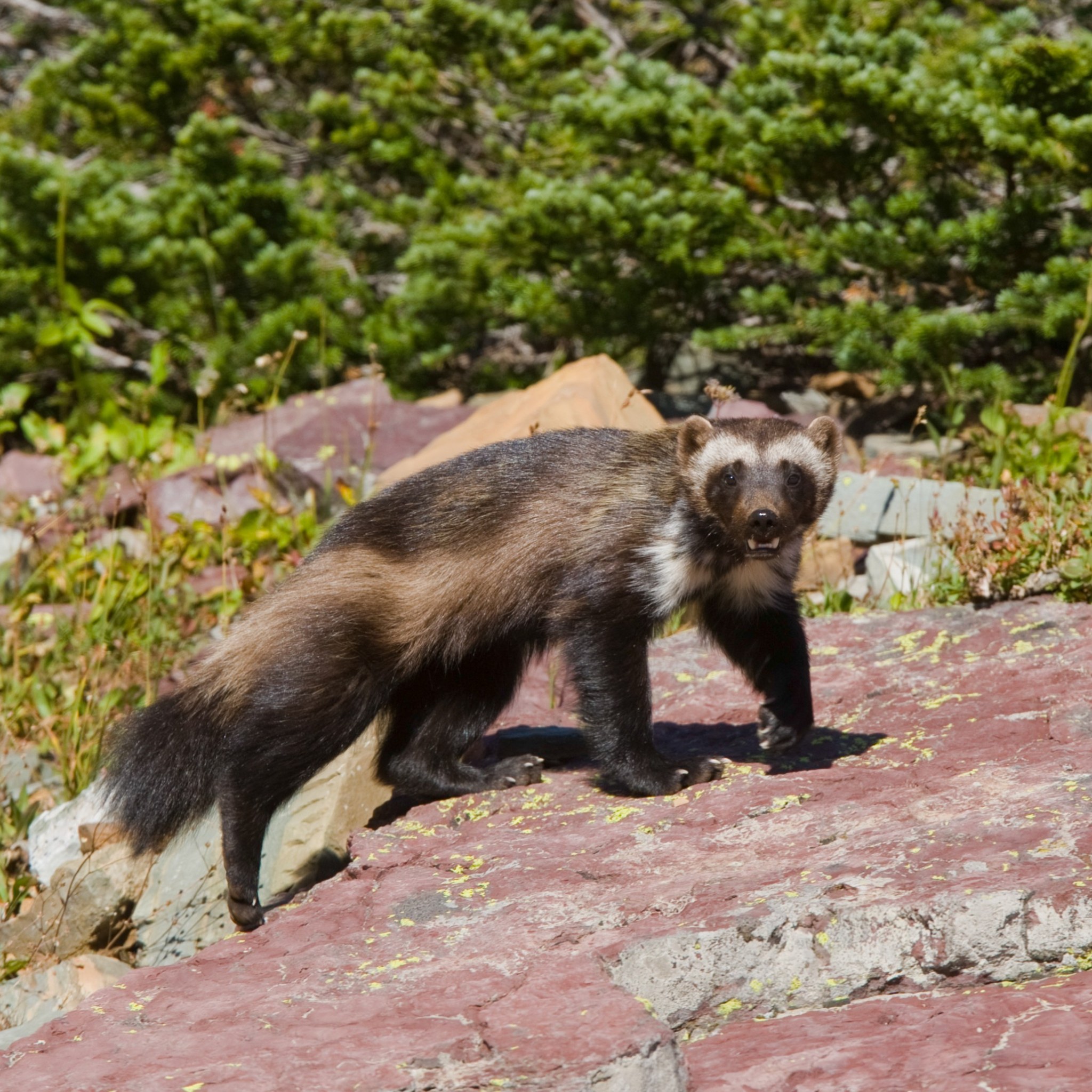 Colorado’s historic wolverine restoration starts soon: Here’s what plan ...
