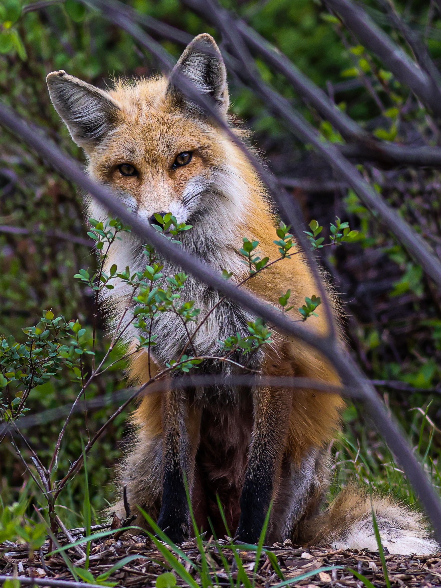Aspen’s West End sees fox, mountain lion activity | AspenTimes.com