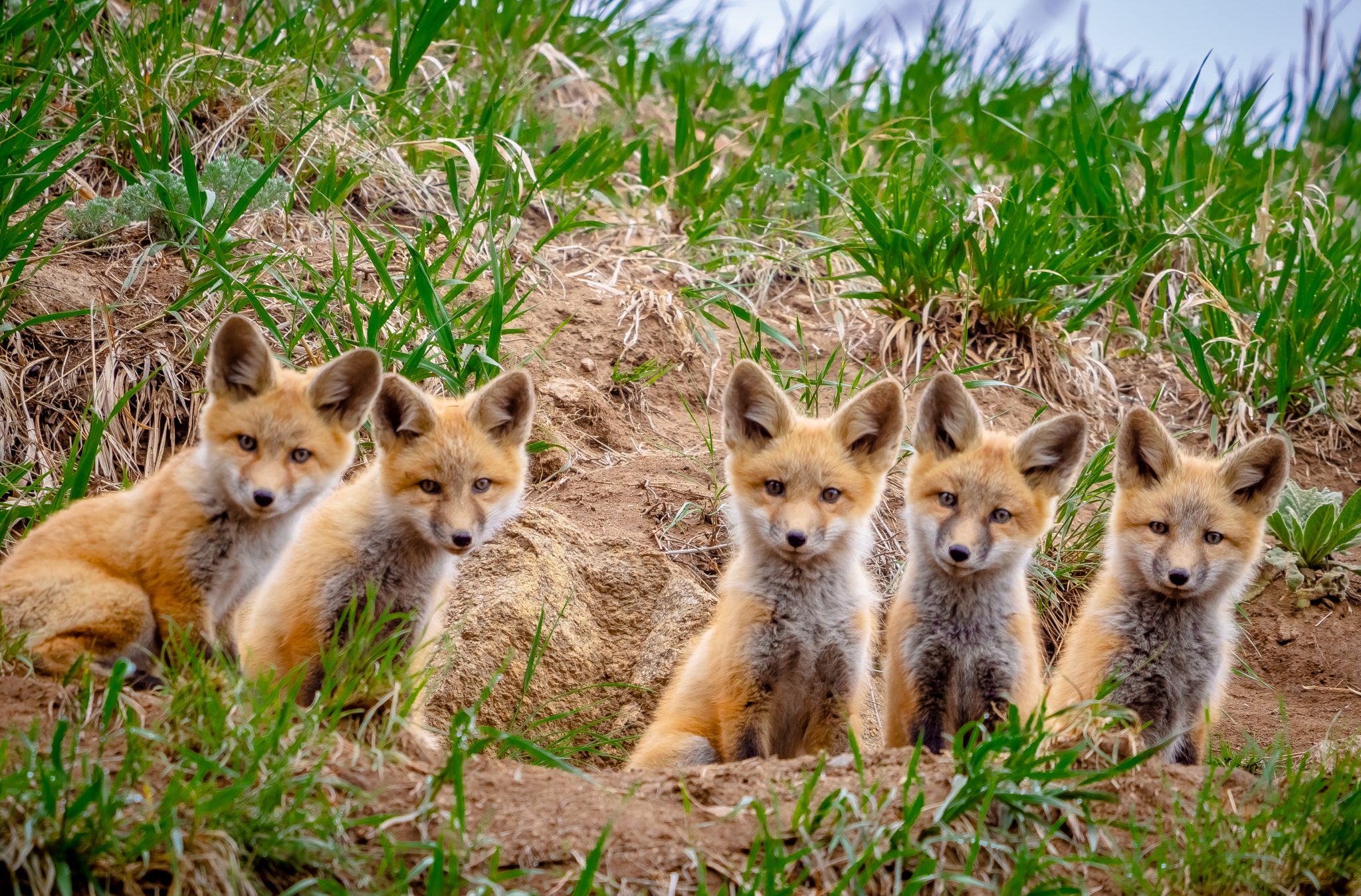 Colorado to pursue furbearer hunting limits, commercial sale ban after ...