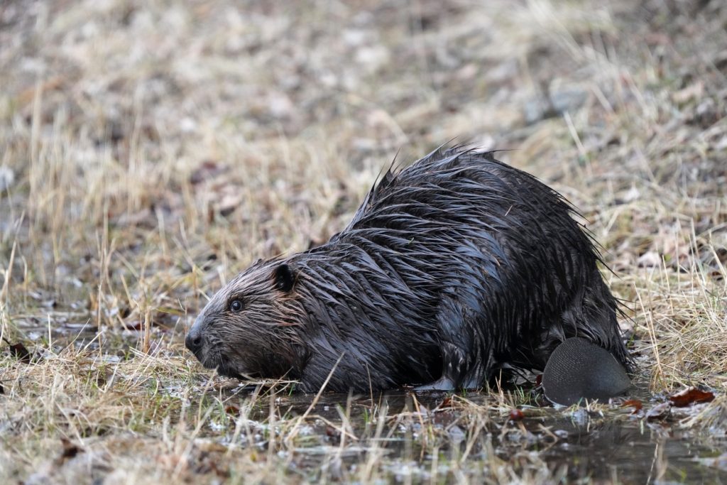 A wildfire-focused bill to ban beaver hunting on public lands dies in ...