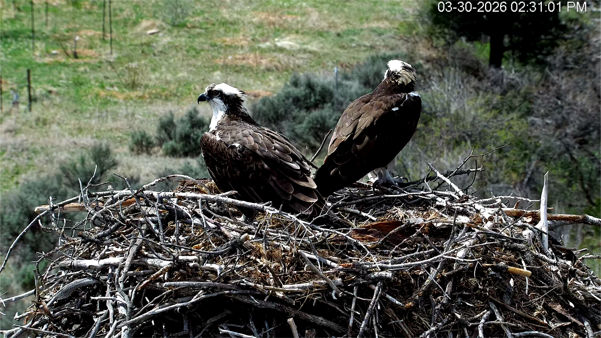 Roaring Fork Valley’s osprey camera gets an upgrade as birds return ...