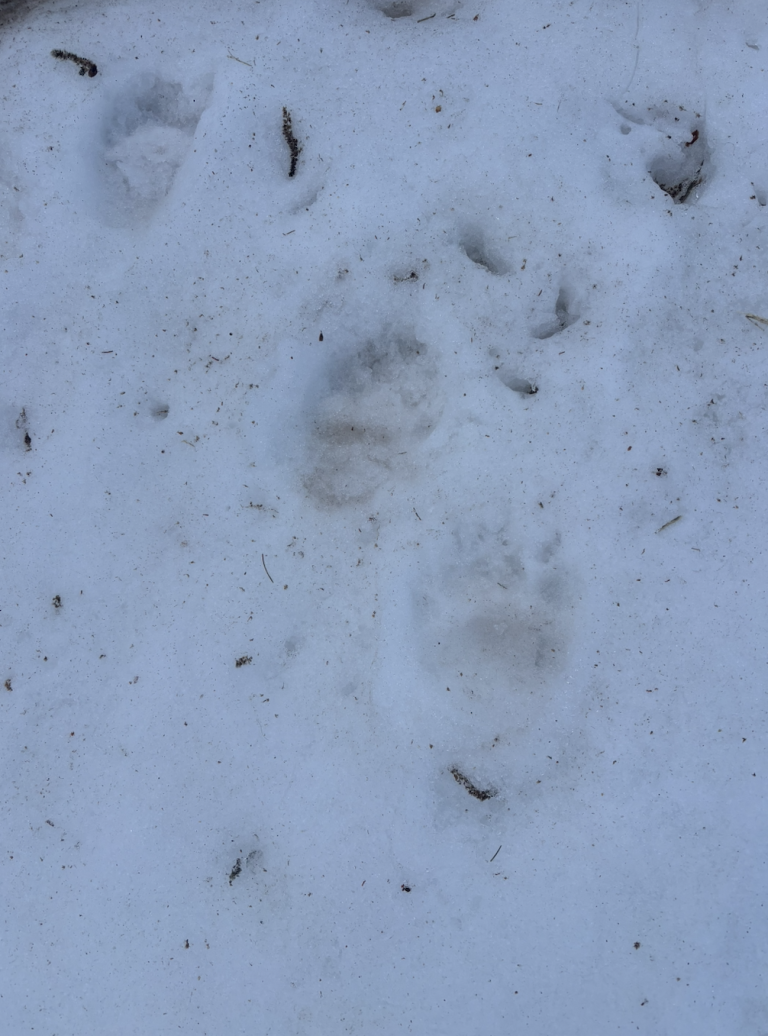 Snowmass Village to host education event as bears emerge early ...