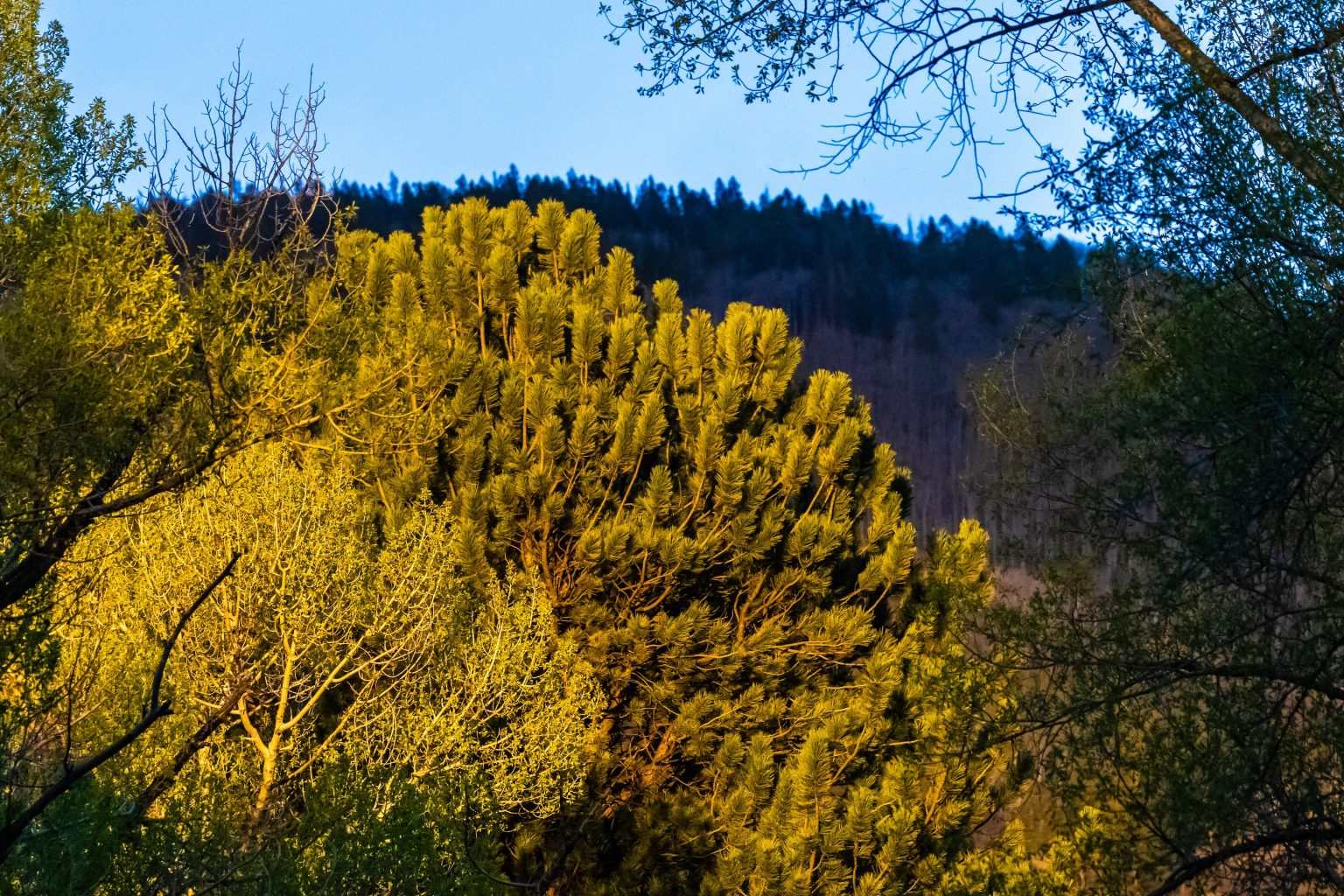 Aspen Forestry Program transitioning to different management approach ...