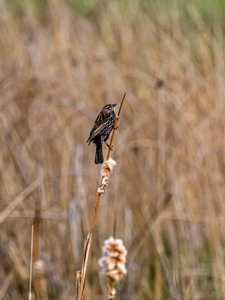 PHOTOS: Nature comes to life as spring reaches Roaring Fork Valley ...