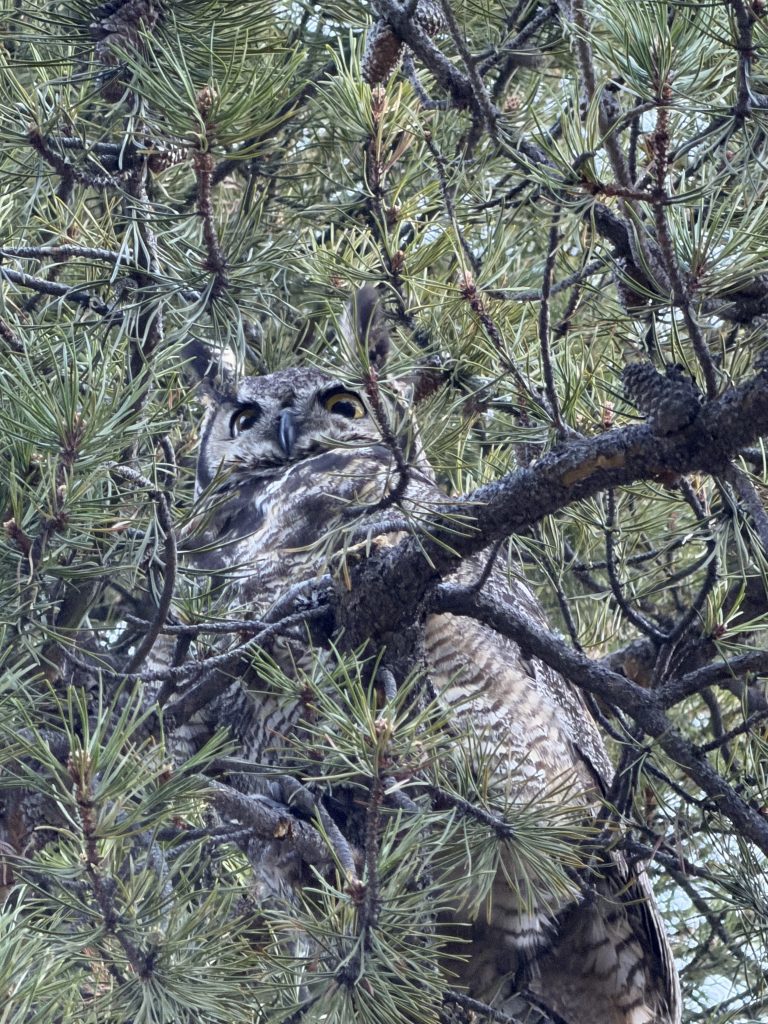 Summit Fire & EMS rescues great horned owl tangled in golf net near ...