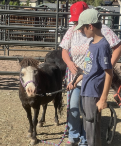 Smiling Goat Ranch to bring therapy animals to Snowmass | AspenTimes.com